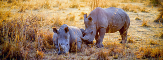 Spectacular South Africa