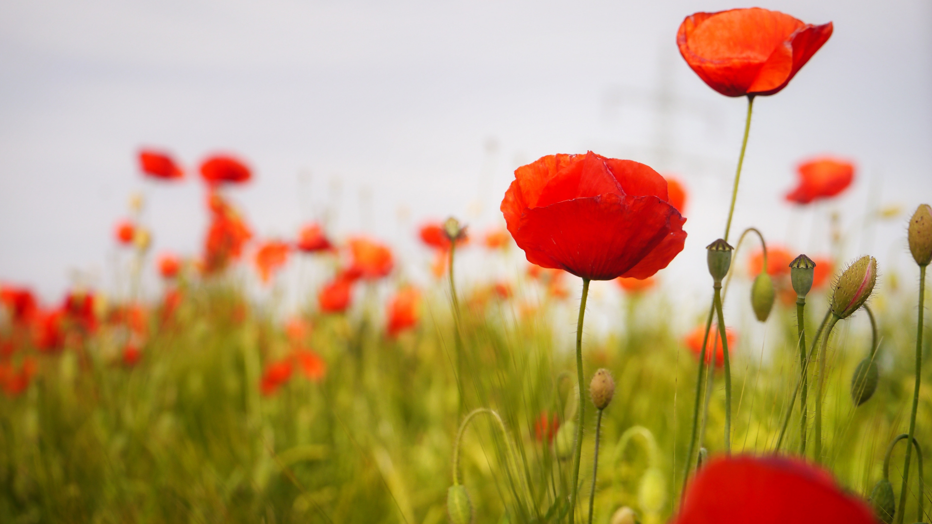 World Most Beautiful Flowers Images Free - Infoupdate.org